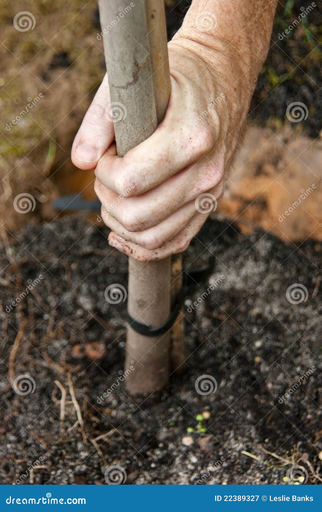 Hand planting a tree stock image. Image of landscape - 22389327
