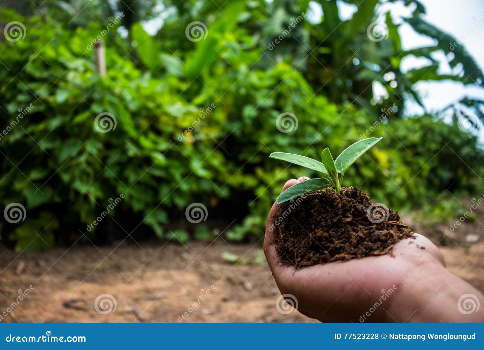 Hand that planting tree. stock photo. Image of nature - 77523228