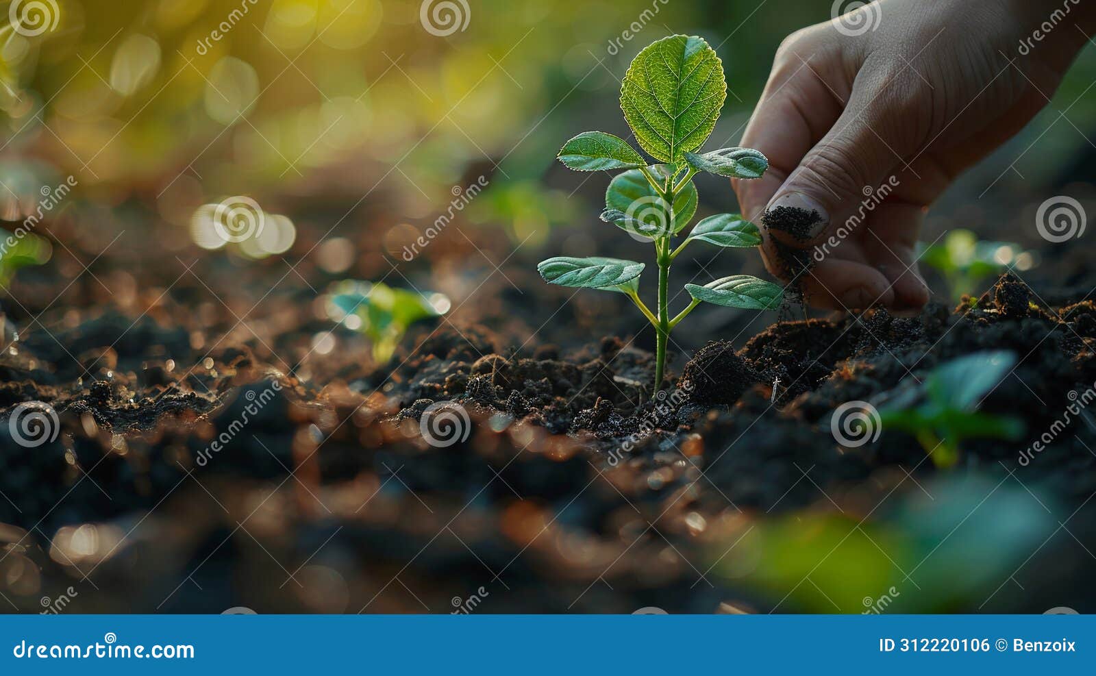 Hand planting a tree stock photo. Image of cleanup, leafy - 312220106