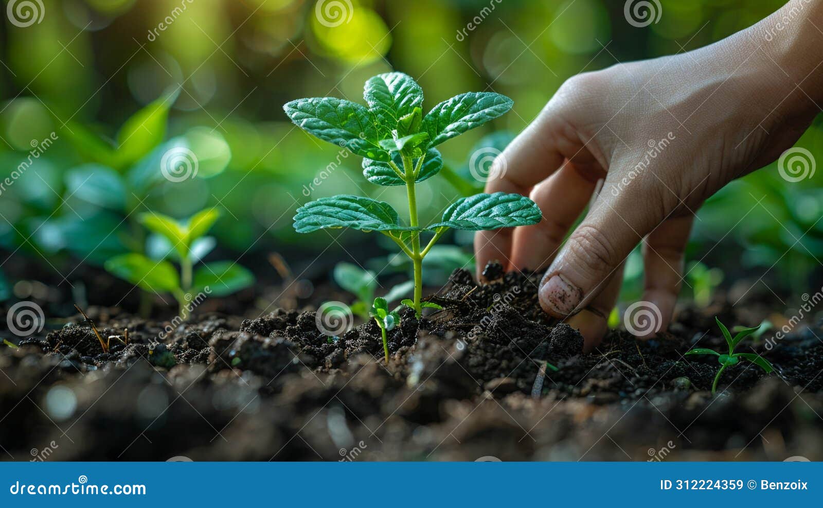 Hand planting a tree stock image. Image of generated - 312224359