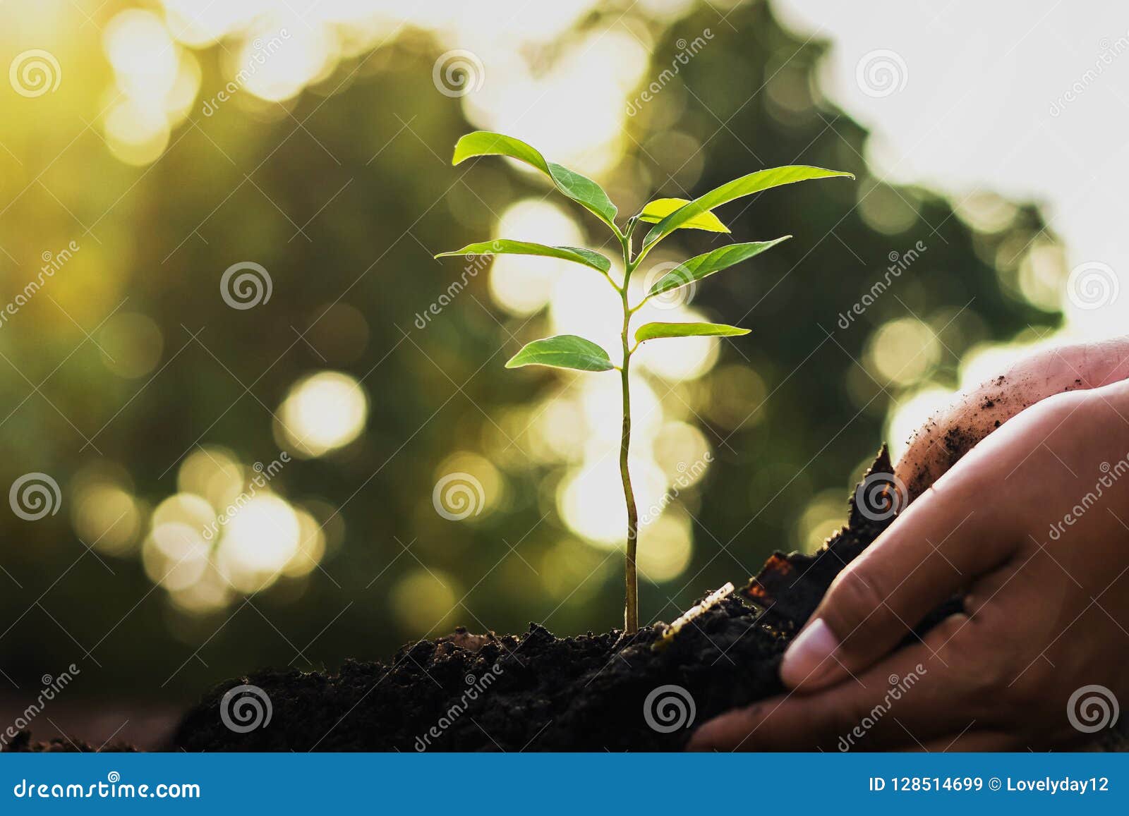Hand Planting a Tree in Garden Stock Image - Image of environment ...