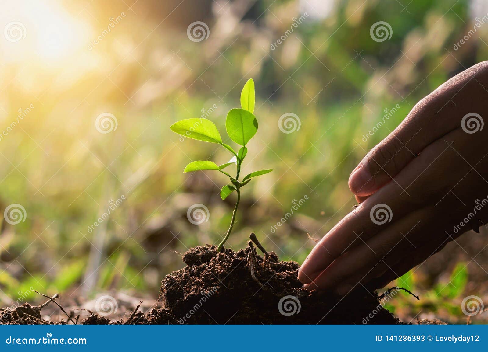 Hand Planting Tree in Garden. Eco Stock Image - Image of family, global ...