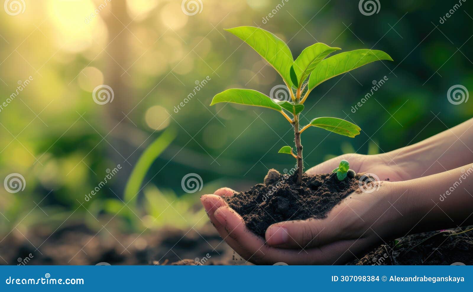 Hand Planting Young Tree Seedling in Soil Stock Illustration ...