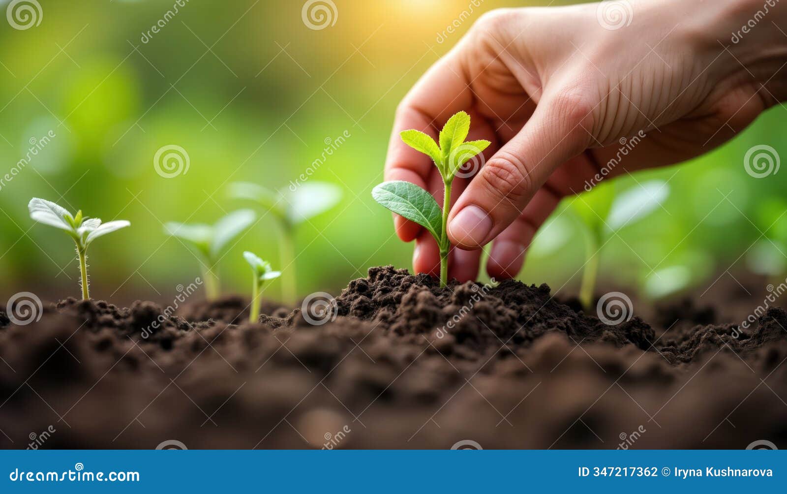 Hand Plants Tiny Green Seedling in Dark Soil. Fresh Sprout Growth ...
