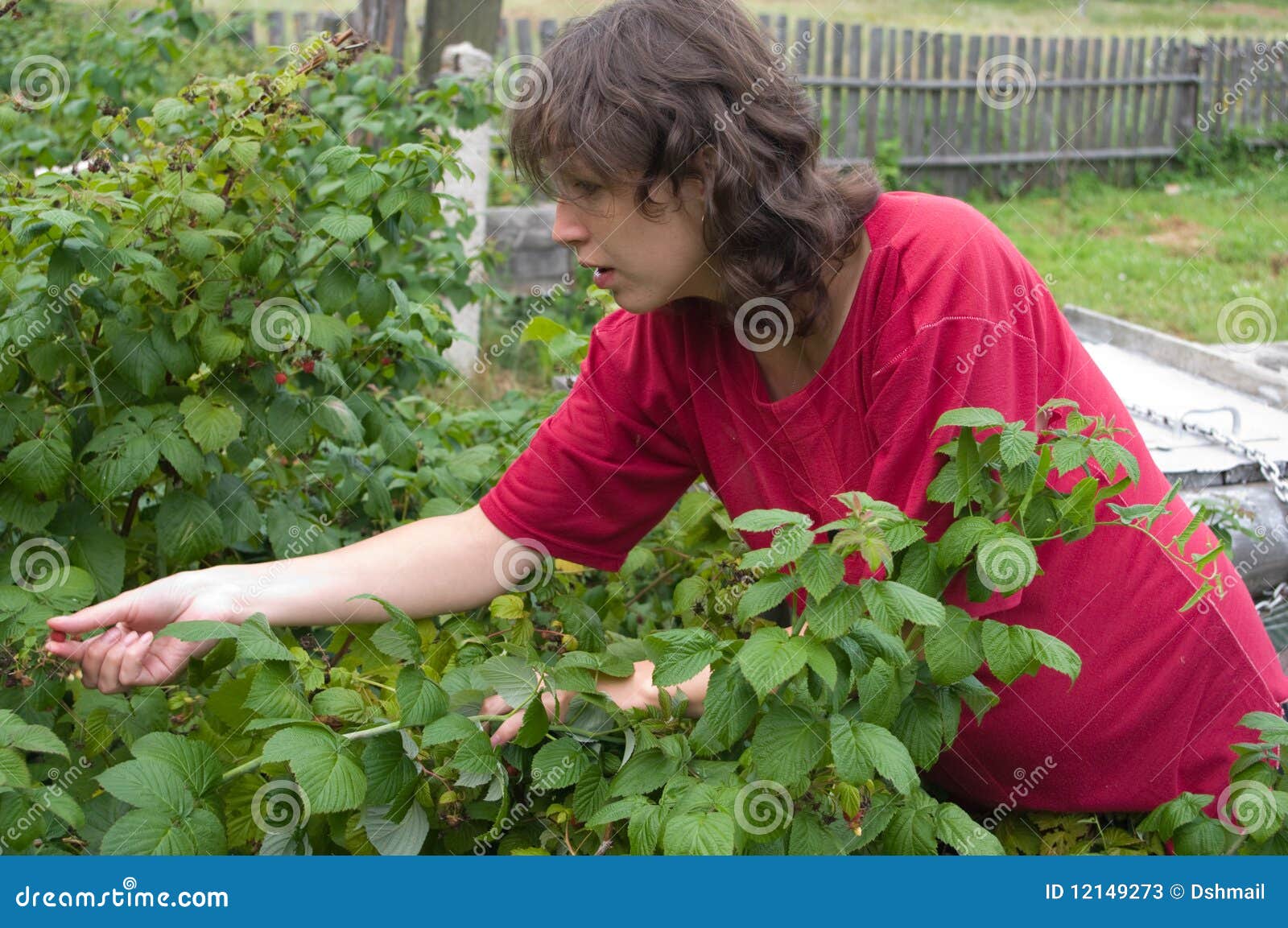 Hand plucking stock image. Image of female, grass, green - 12149273