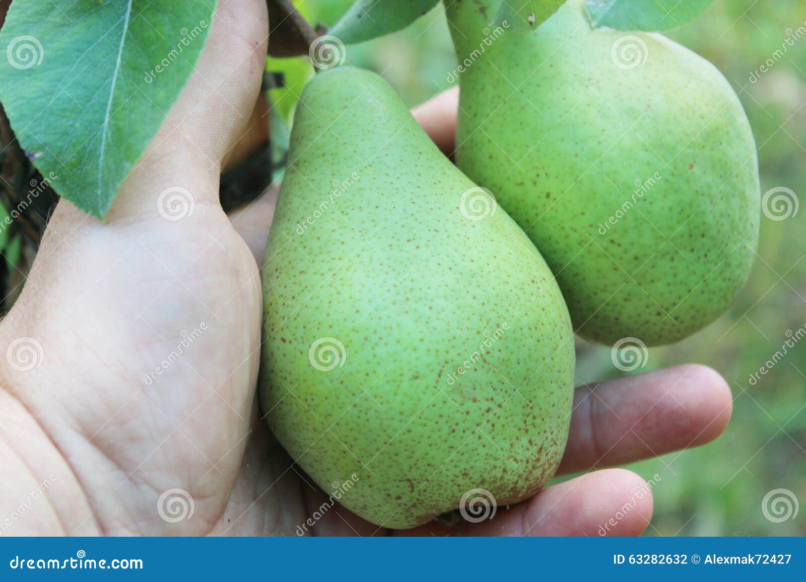 Hand Plucking the Fruit of Pear Stock Photo - Image of garden, branch ...