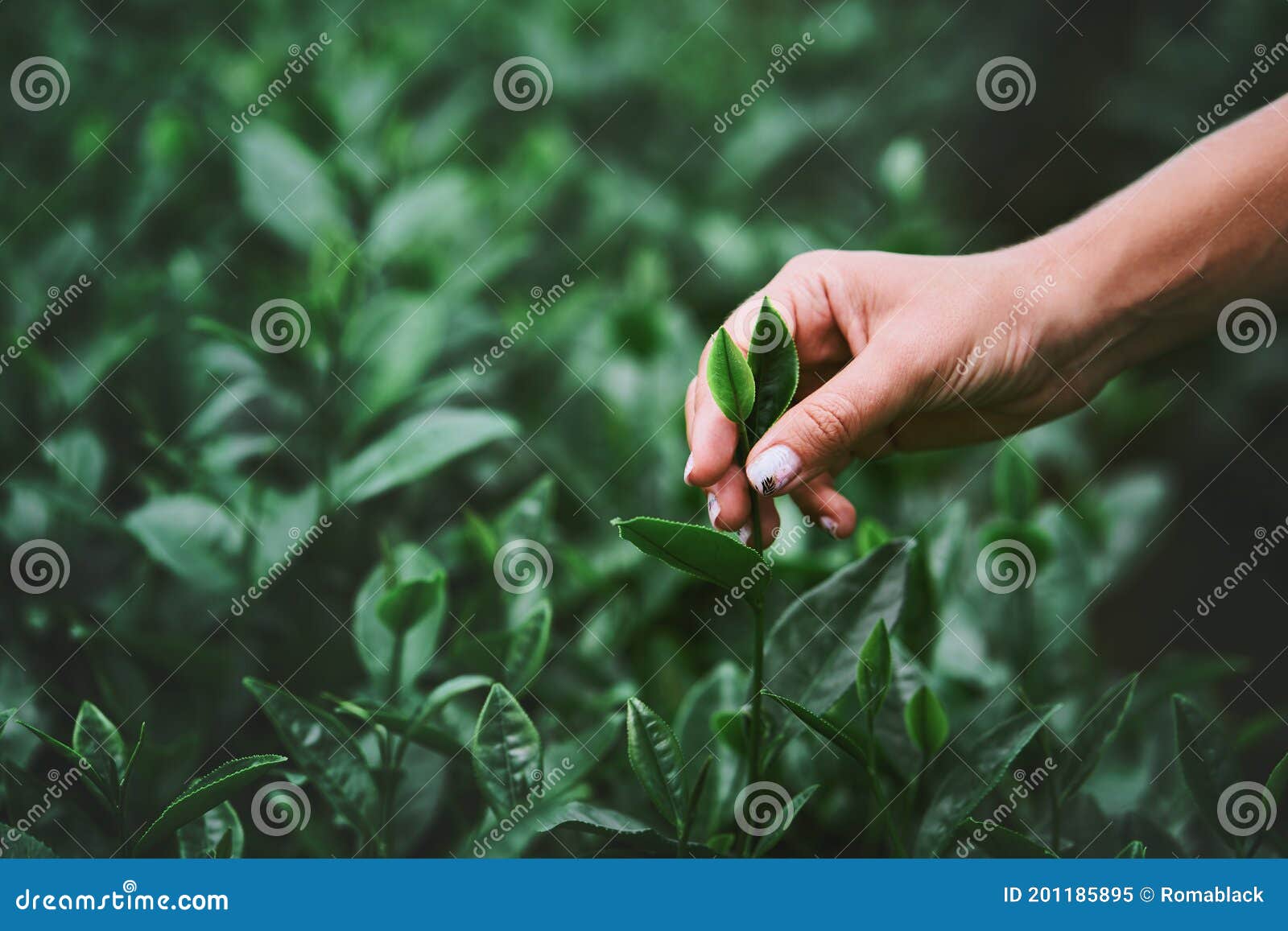 A hand plucking tea leaf stock image. Image of hope - 201185895