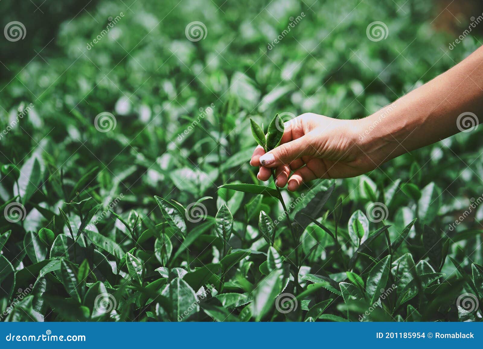 Hand Plucking Out Cottony Fluff Of A Cattail Stock Photography ...