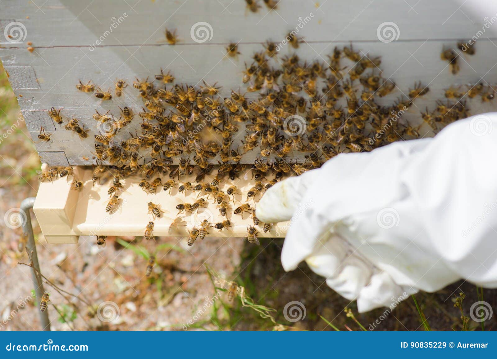 Hand Pointing To Bees on Hive Stock Image - Image of wildlife, natural ...