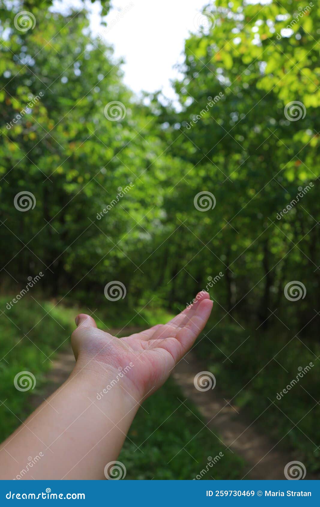 Hand Pointing To a Path in the Forest Stock Image - Image of green ...