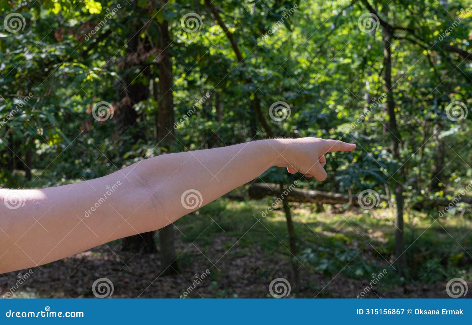Hand Points the Way in Forest, Pointing Finger, Pointing To Forest ...