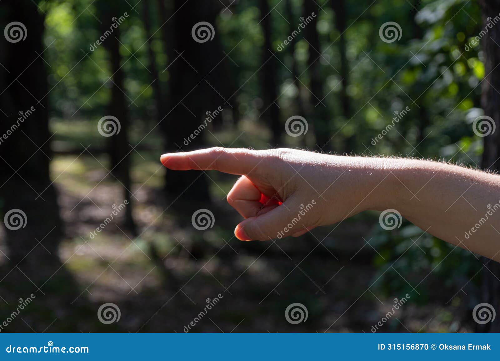 Hand Points the Way in Forest, Pointing Finger, Pointing To Forest ...