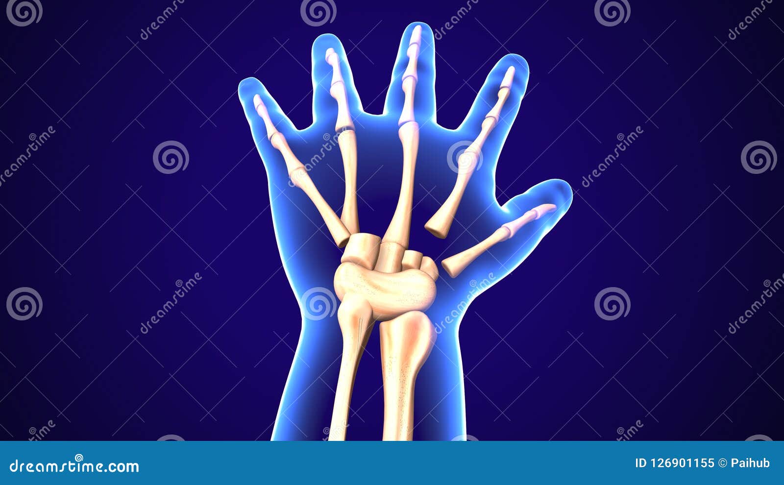 3d Illustration of Human Baby Skeleton Hand Bone Anatomy Stock ...