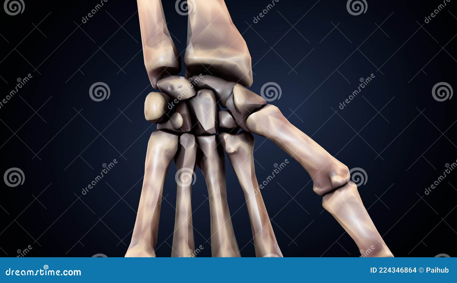 3d Render of Human Skeleton Hand Bone Anatomy Stock Illustration ...