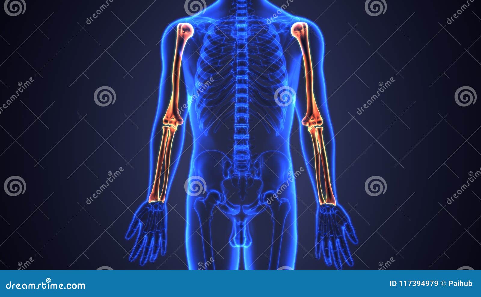 3d Illustration of Skeleton Hand Bones Anatomy Stock Illustration ...