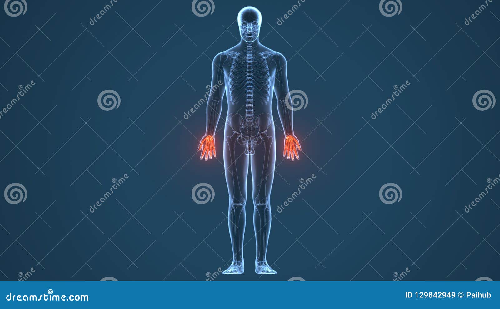 3d Rendered Anatomy Illustration of a Human Skeletal Hand Stock ...