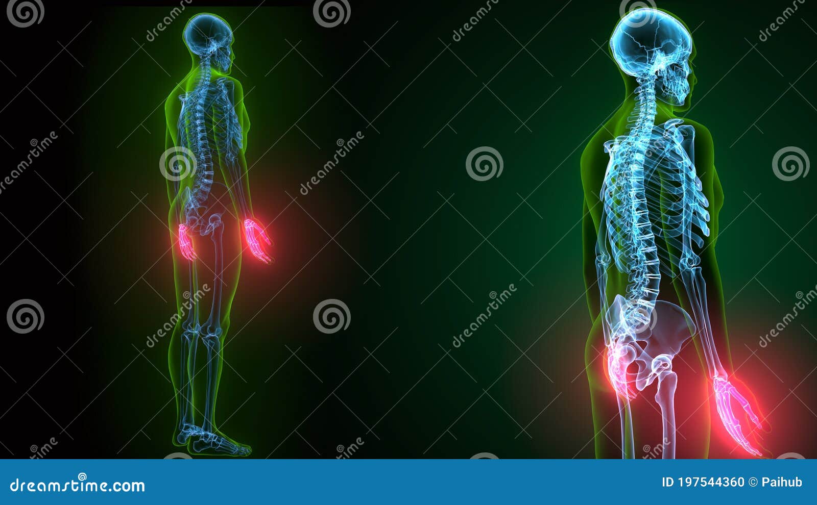 3d Render of Human Skeleton Hand Bone Anatomy Stock Illustration ...