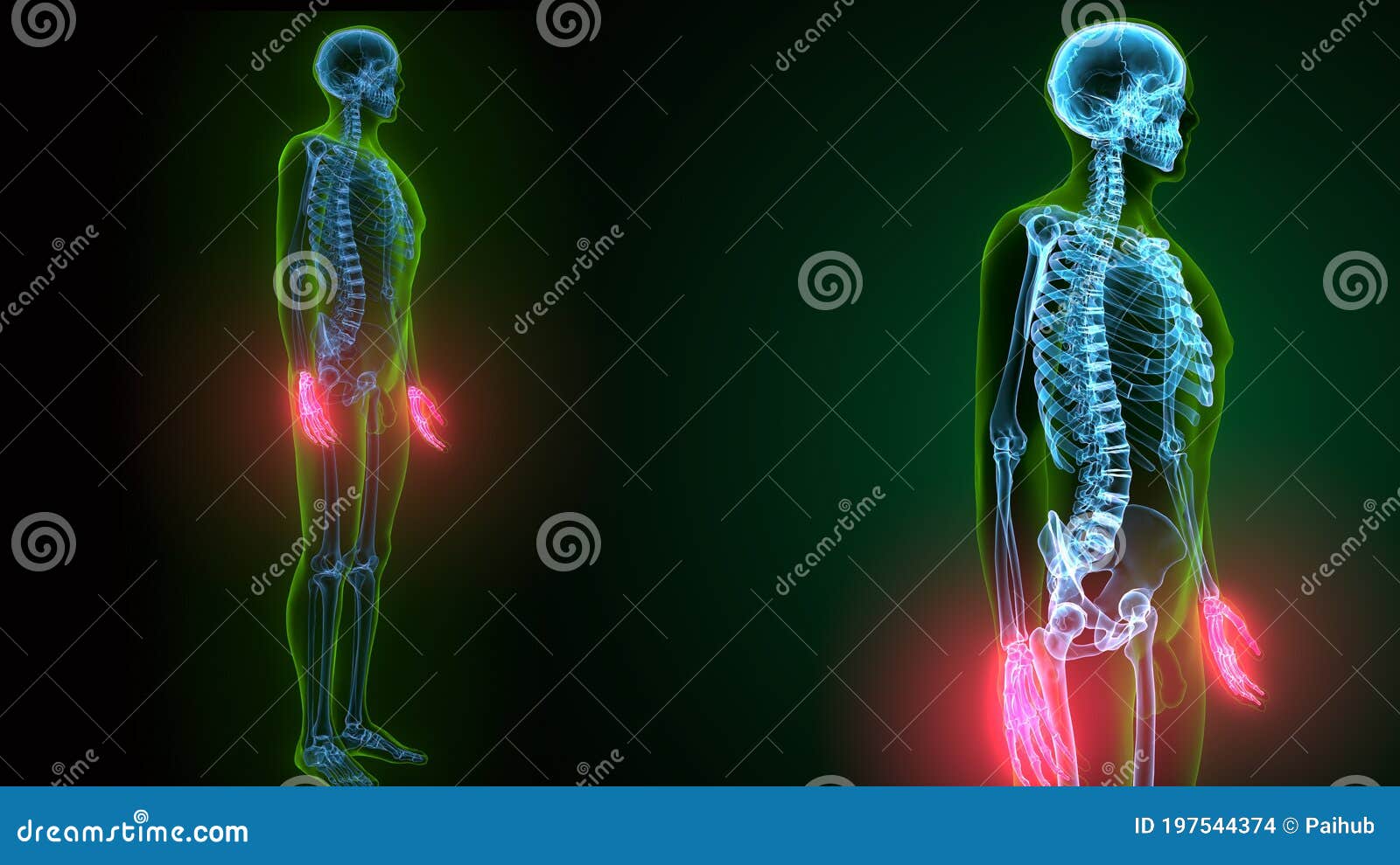 3d Render of Human Skeleton Hand Bone Anatomy Stock Illustration ...