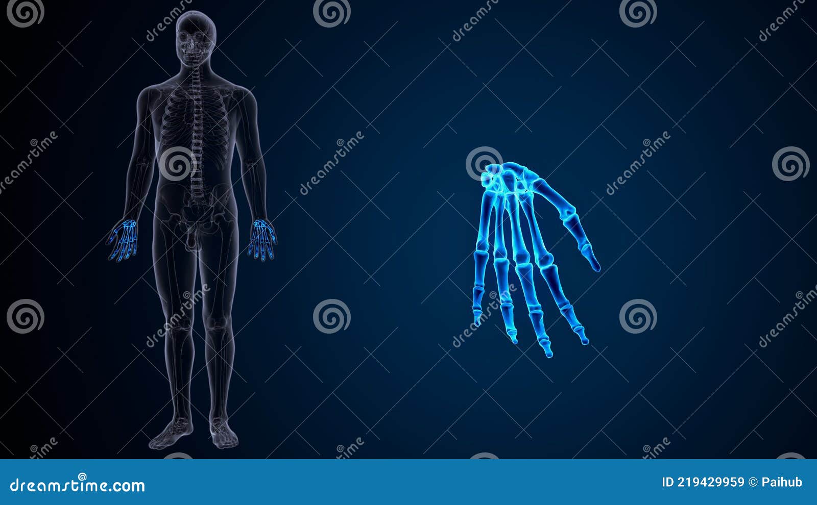 3d Render of Human Skeleton Hand Bone Anatomy Stock Illustration ...