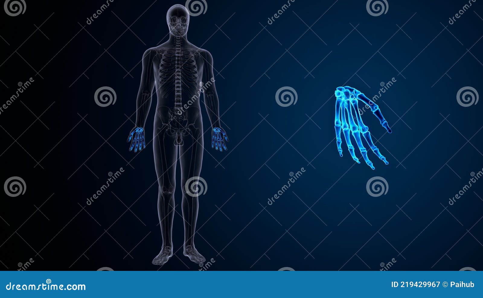 3d Render of Human Skeleton Hand Bone Anatomy Stock Illustration ...