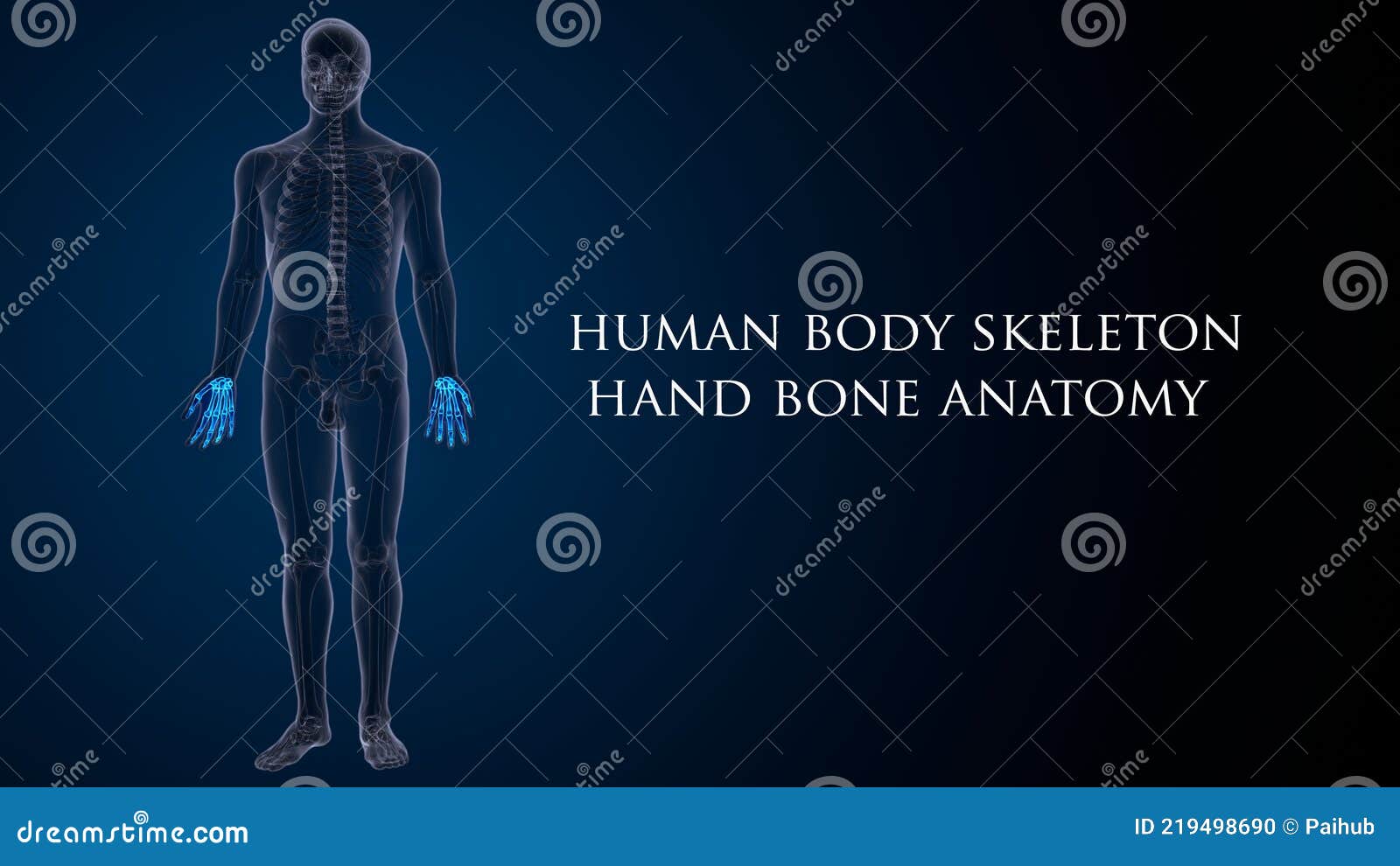 3d Render of Human Skeleton Hand Bone Anatomy Stock Illustration ...
