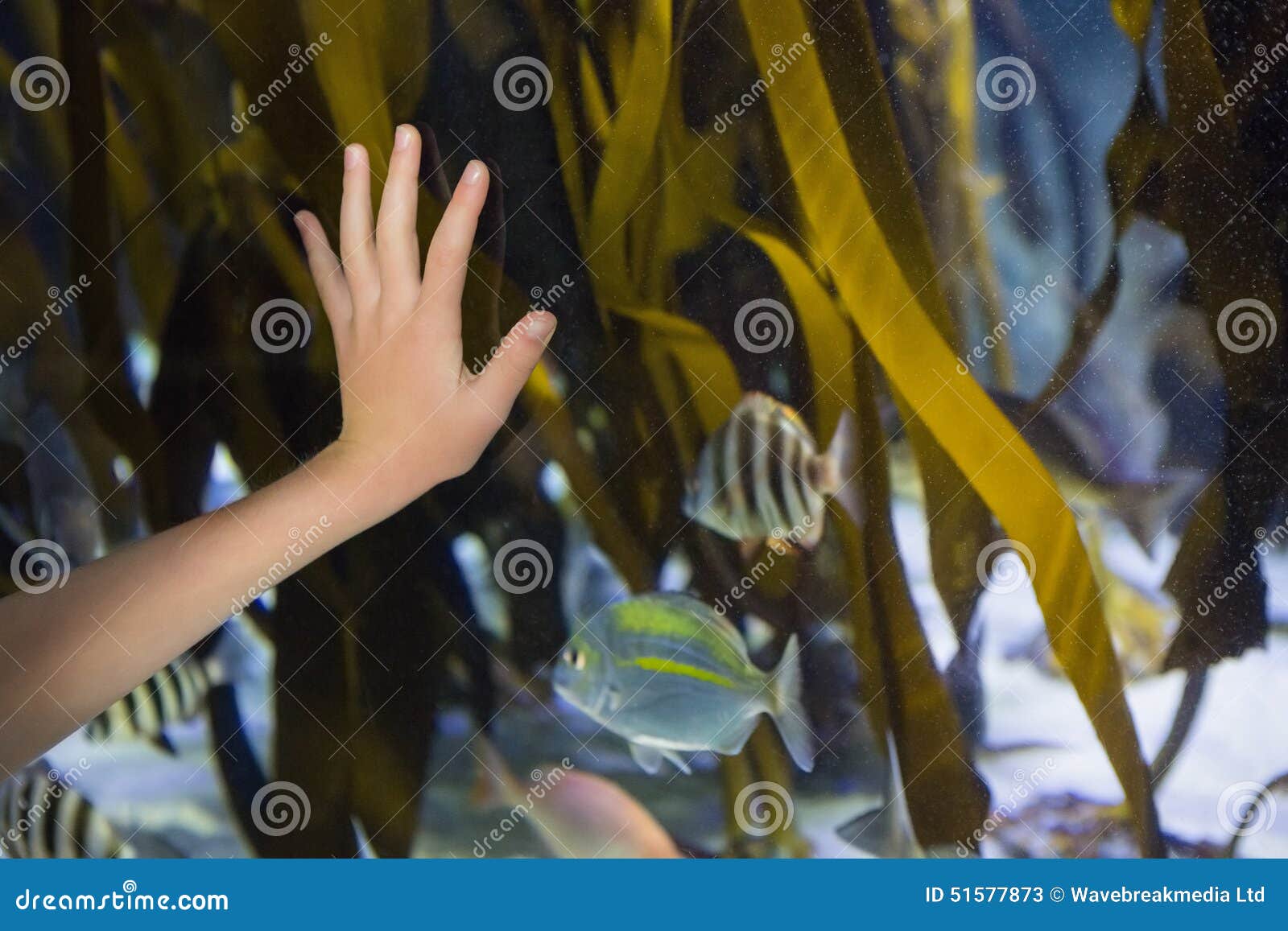 Hand Pressed Against Glass Stock Photos - Download 51 Royalty Free Photos
