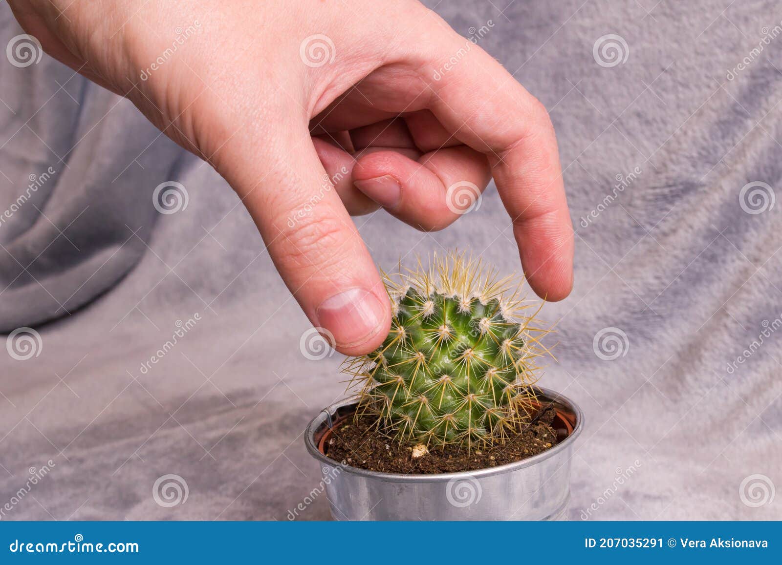 The Hand on Thorns of Cactus Stock Image - Image of succulent, hurt ...