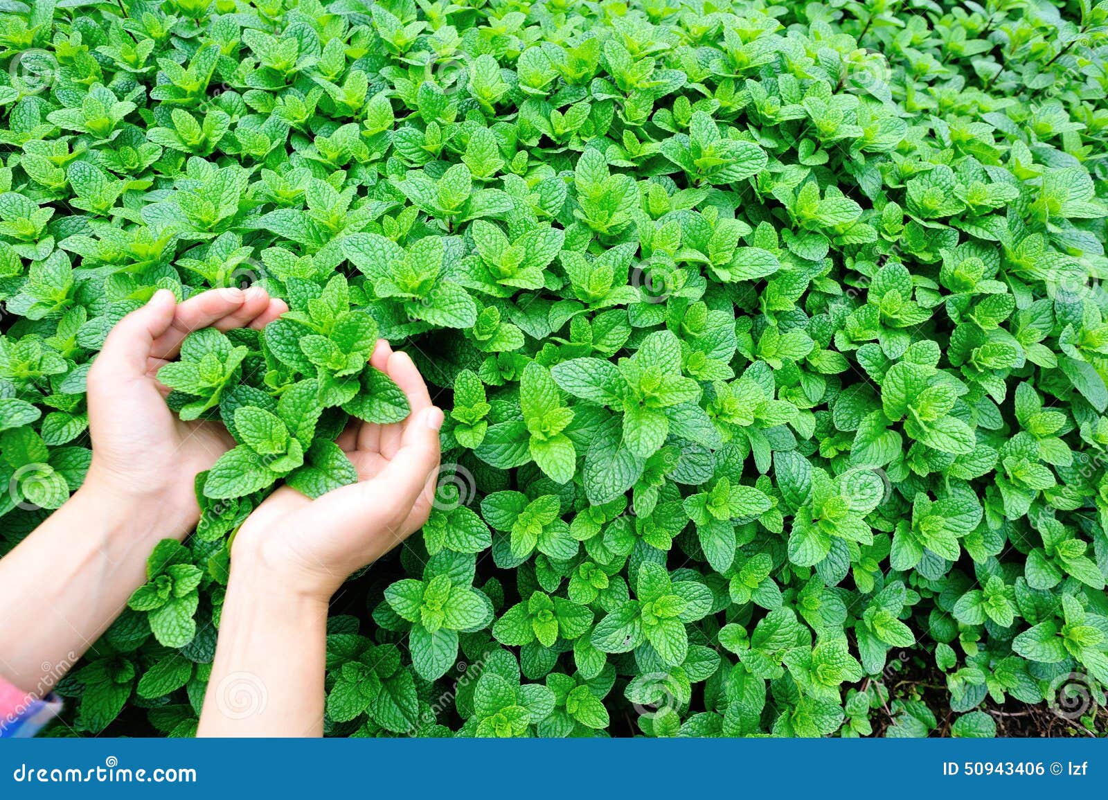 Hand protect mint stock photo. Image of hands, herba - 50943406