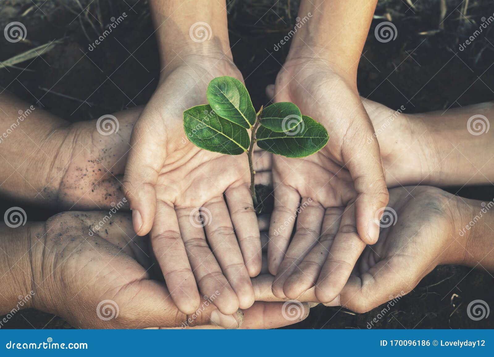 Hand Protection Tree in Garden Concept Save Earth Stock Photo - Image ...