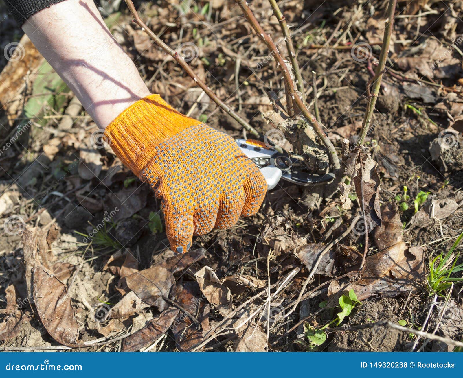 Hand Pruning the Rose Shrub Stock Photo - Image of nature, orange ...