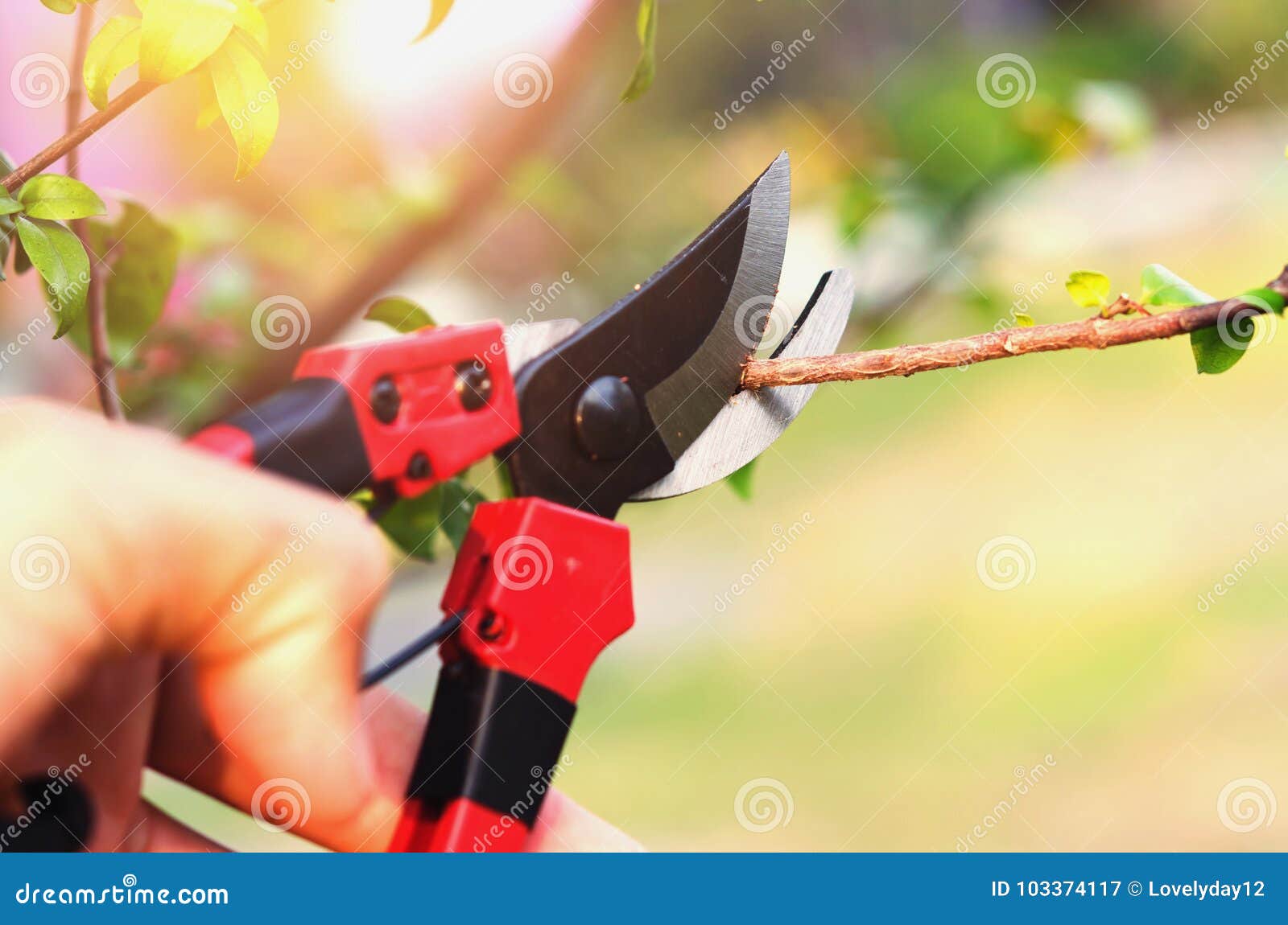Hand Pruning Tree and Pruning Shear in Garden with Sunset Background ...