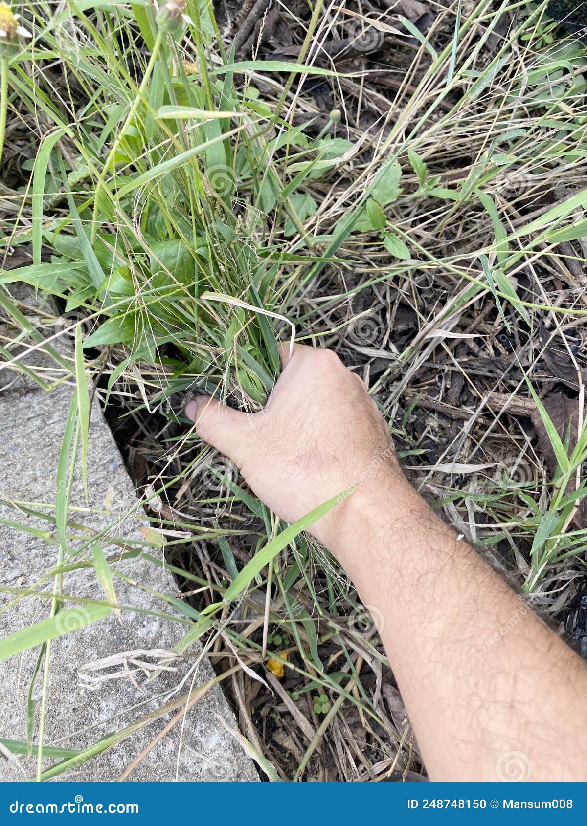 Hand Pull the Grass in Nature Garden Stock Photo - Image of growth ...
