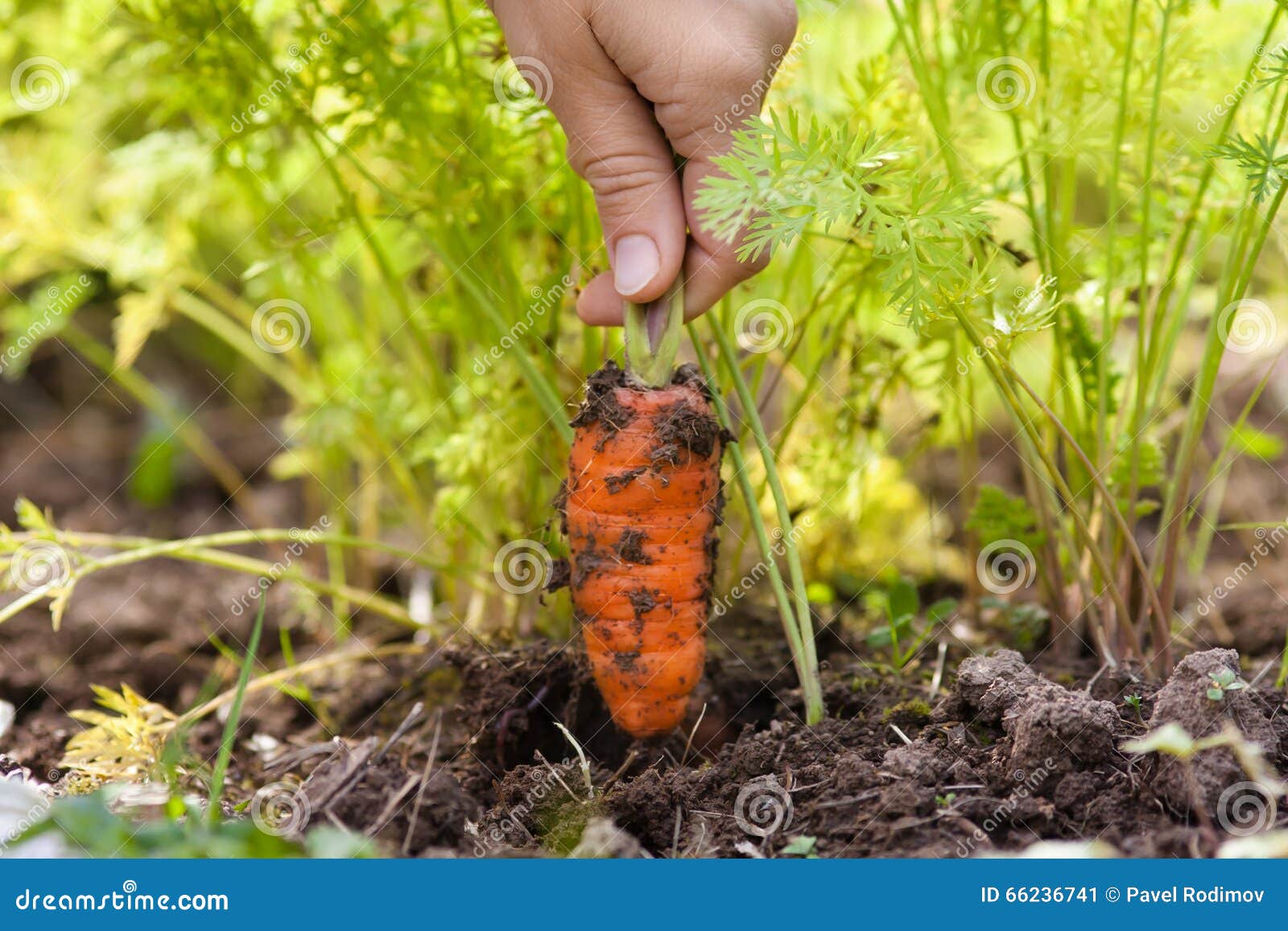 Hand Pulling Carrot in Vegetable Garden, Closeup Stock Image - Image of ...