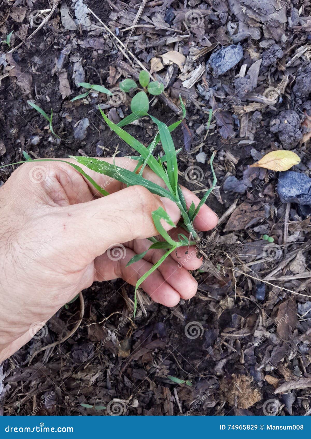 Hand pulling grass weed stock image. Image of plants - 74965829