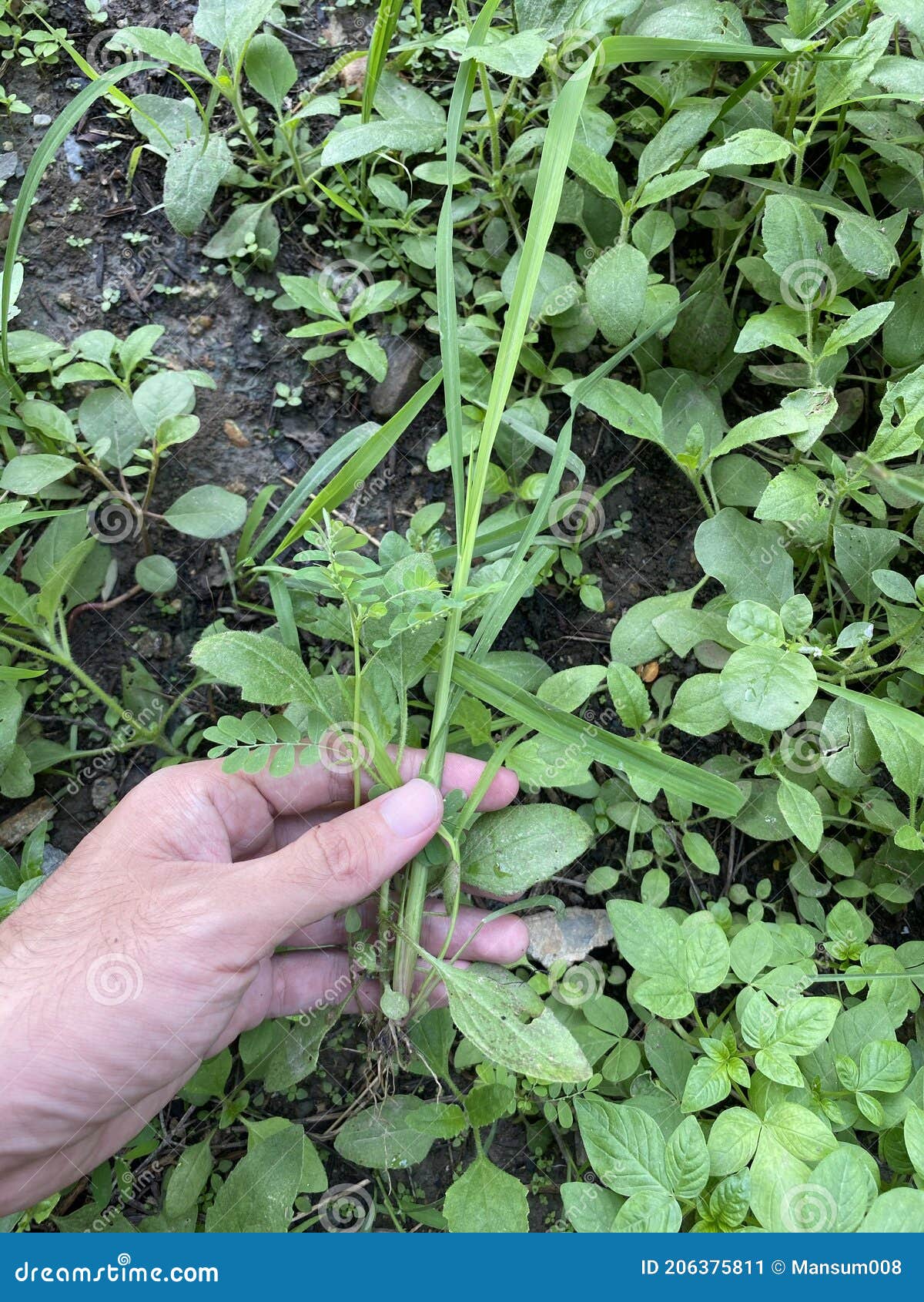 Hand Pulling Grass Weed Out of Garden Stock Image - Image of background ...