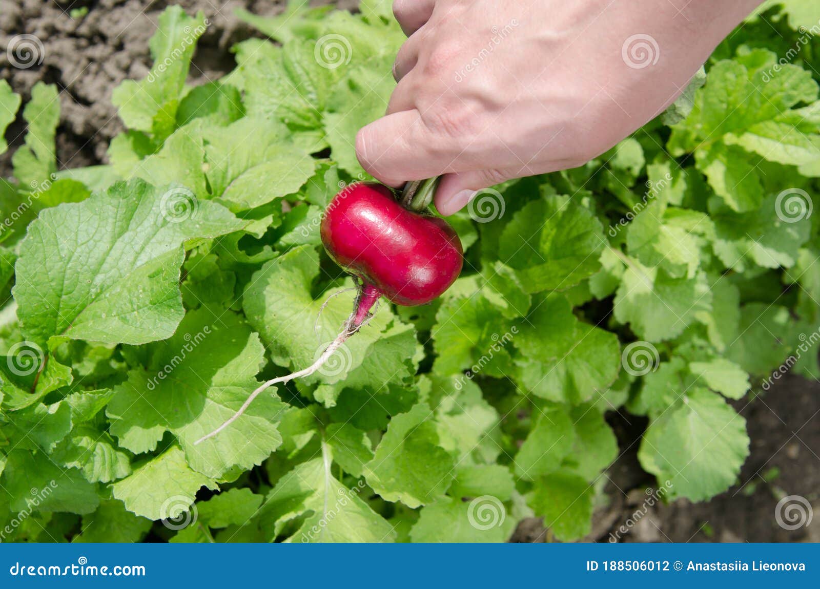 Hand Pulling Red Radish from the Garden Stock Photo - Image of nature ...