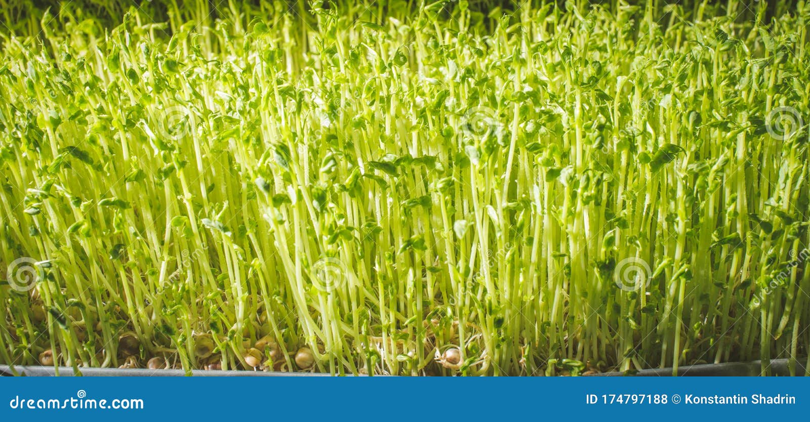 Hand Pulling Seedlings of Plants Stock Photo - Image of healthy ...