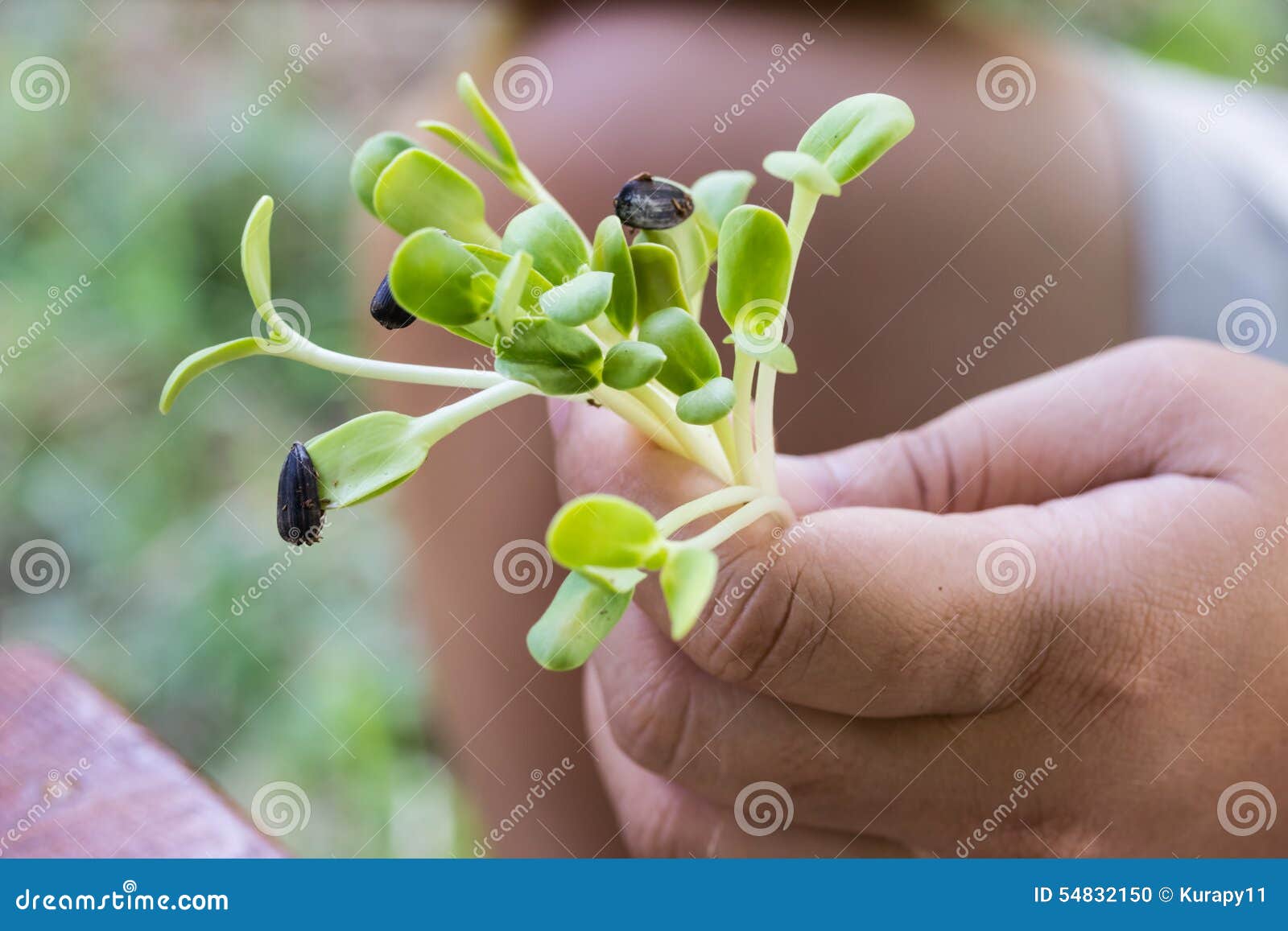 Hand Pulling Seedlings of Plants. Stock Photo - Image of removal ...
