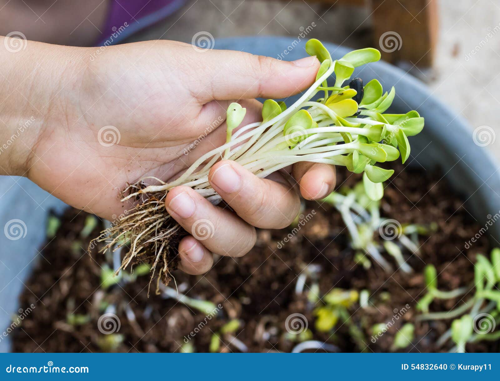 Hand Pulling Seedlings of Plants. Stock Photo - Image of removing, hand ...