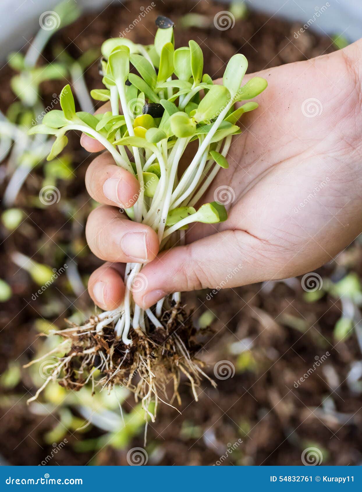 Hand Pulling Seedlings of Plants. Stock Image - Image of growth, human ...
