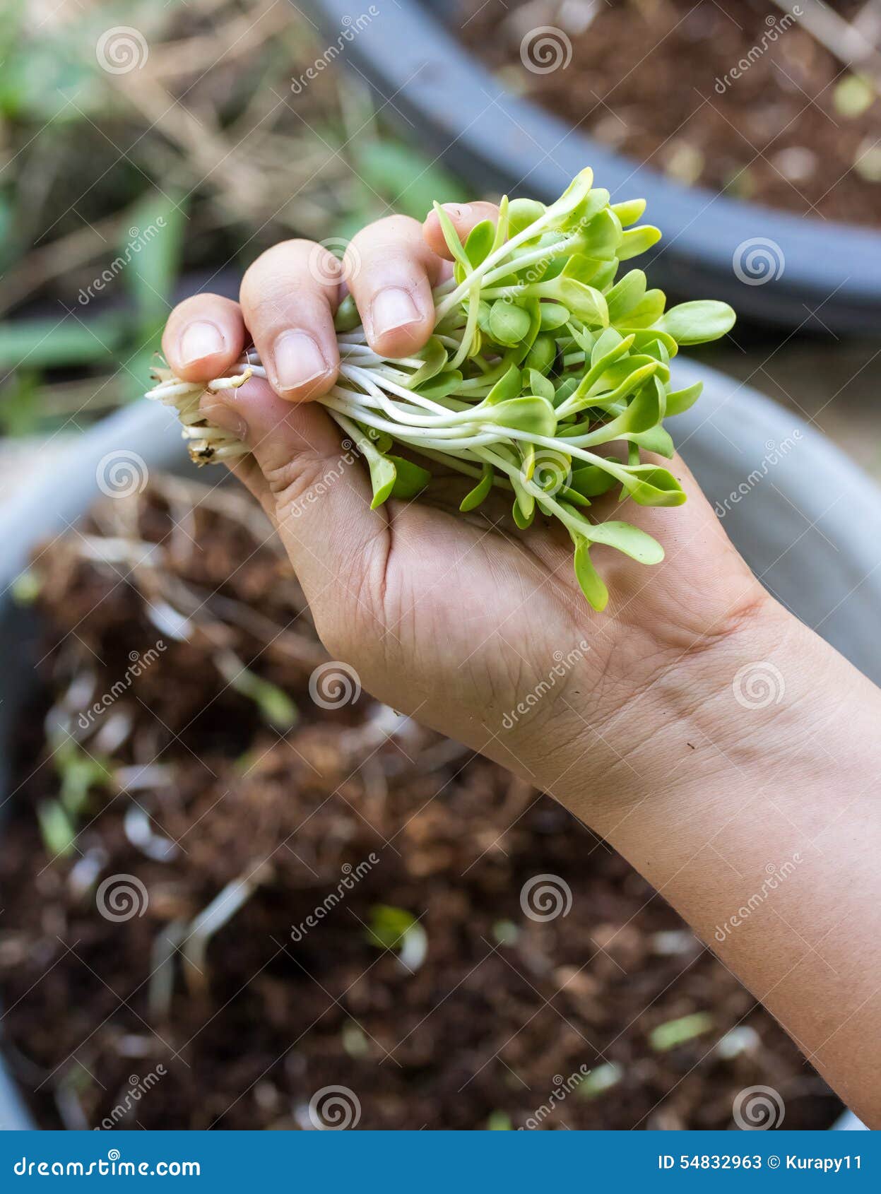 Hand Pulling Seedlings of Plants. Stock Image - Image of occupation ...
