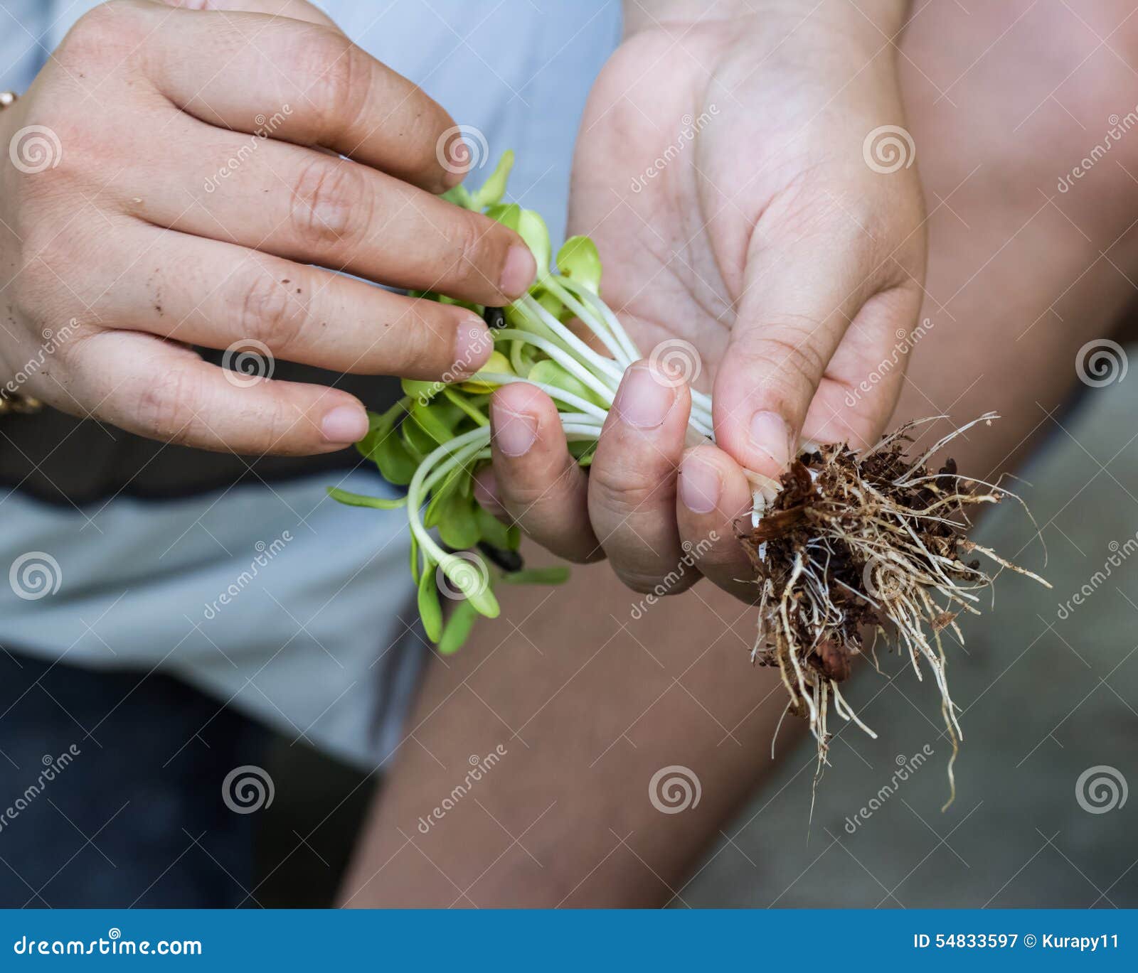 Hand Pulling Seedlings of Plants. Stock Image - Image of holding, farm ...