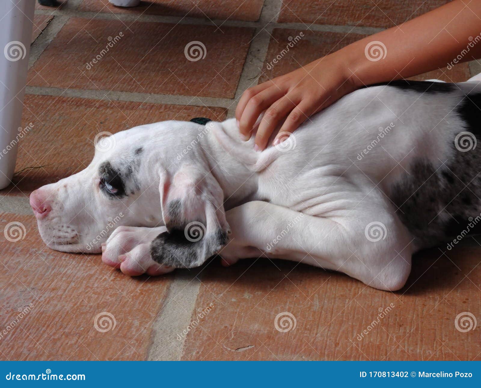 Hand through Pumped White and Black Puppy German Dogue Stock Photo ...