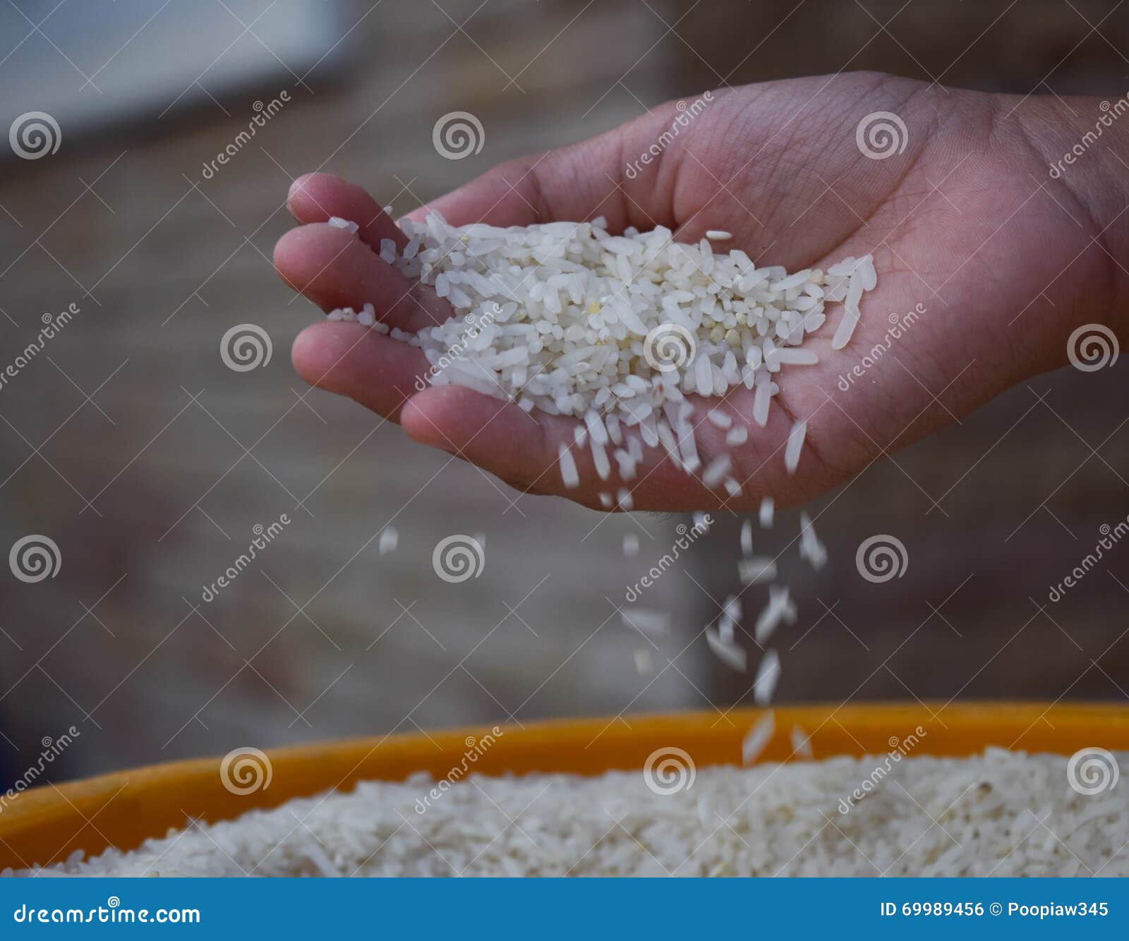 Hand put the rice stock photo. Image of thai, hand, handputrice - 69989456