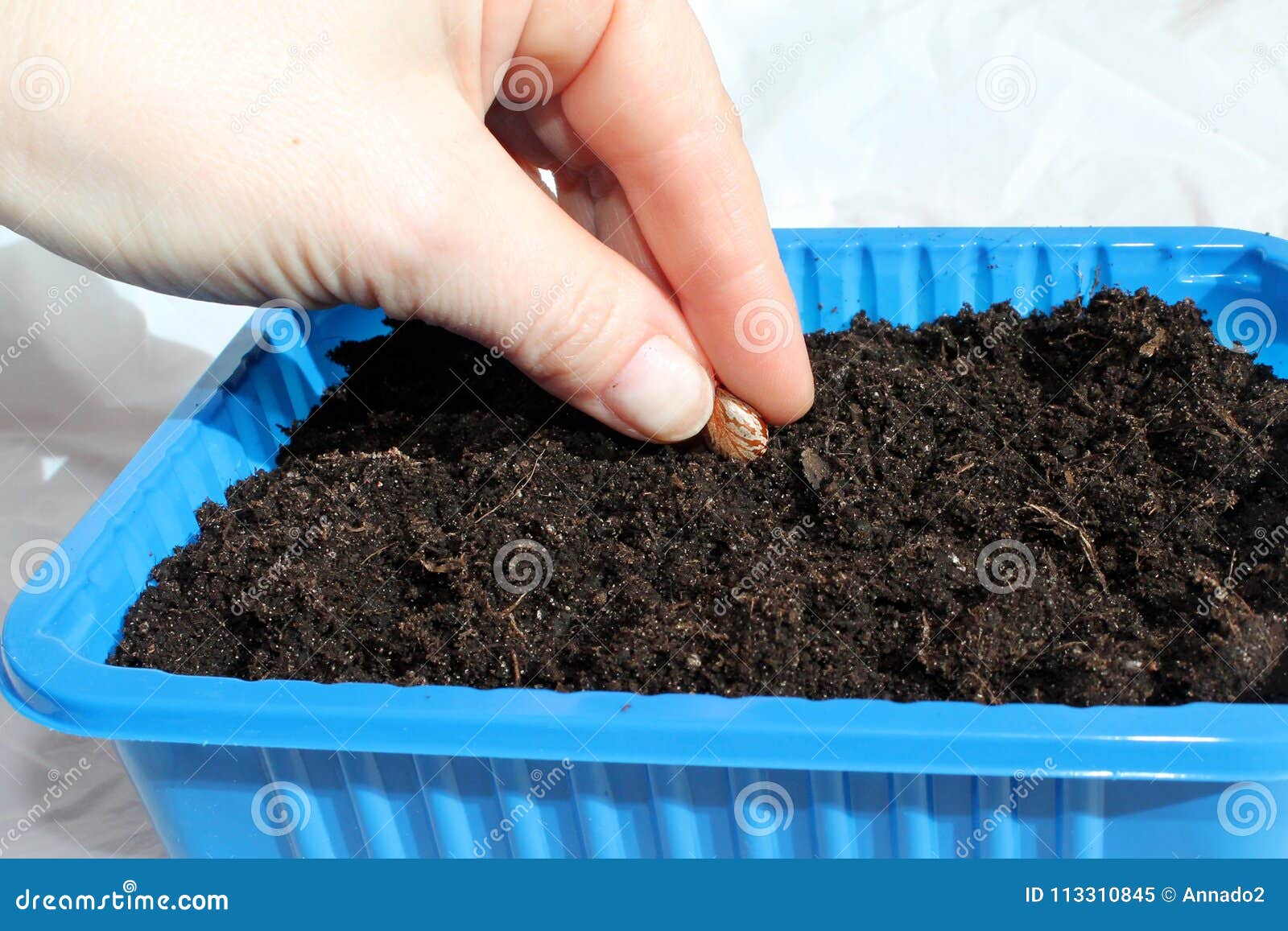 Hand Puts the Seed in the Ground Stock Image - Image of seed, growth ...