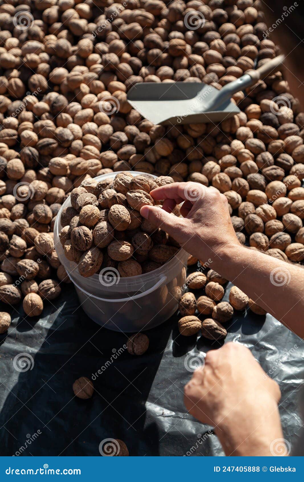 Hand Puts Walnuts in Plastic Bucket Stock Photo - Image of tight, round ...