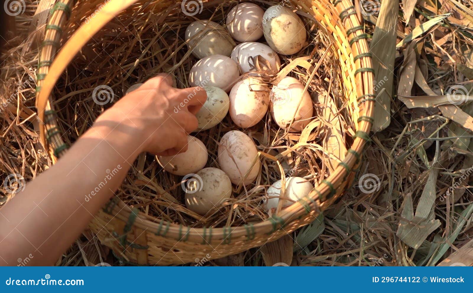 Hand Putting Eggs in Hay Basket Stock Footage - Video of eggs, food ...