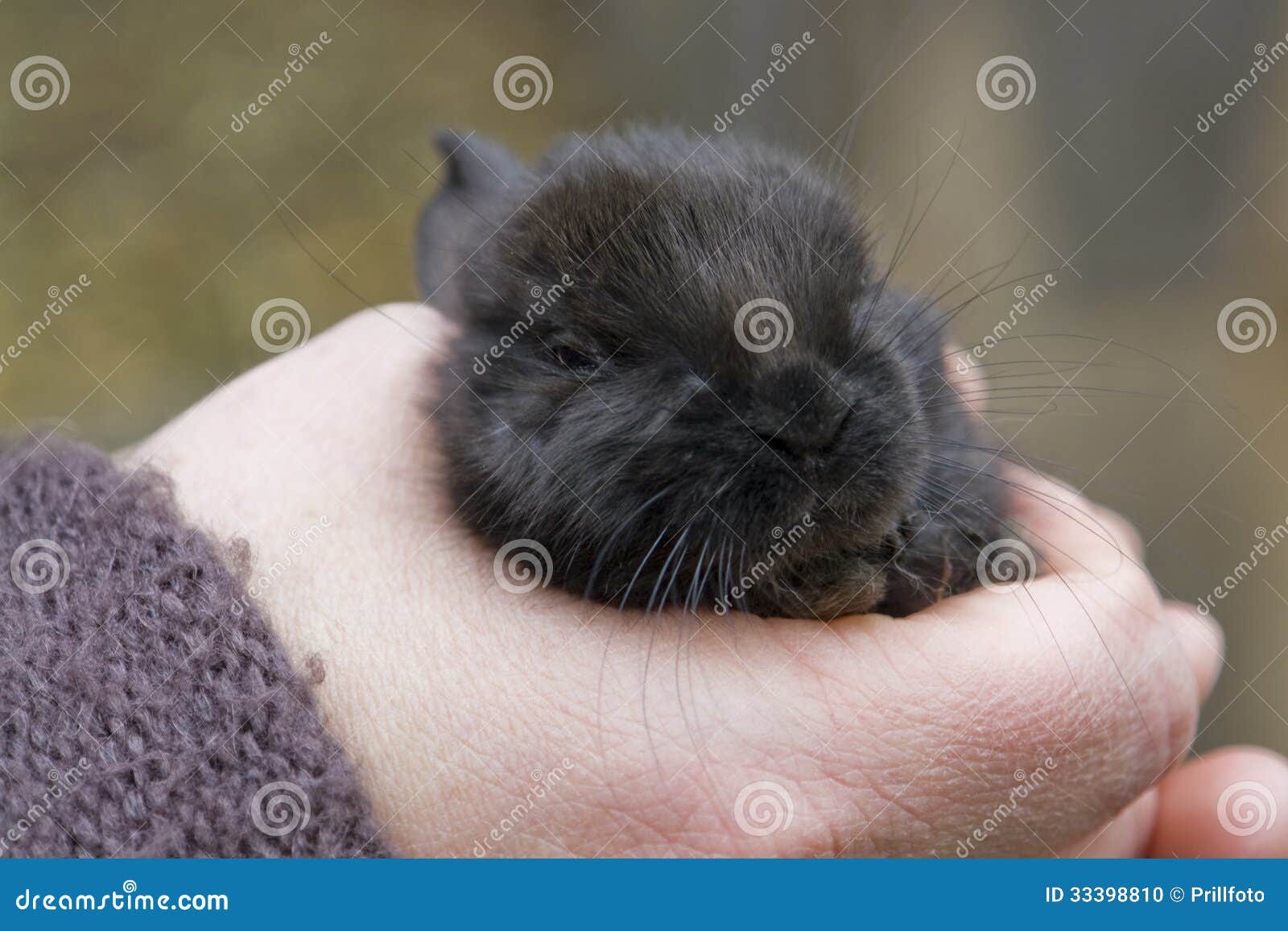 Hand and rabbit stock photo. Image of baby, softness - 33398810