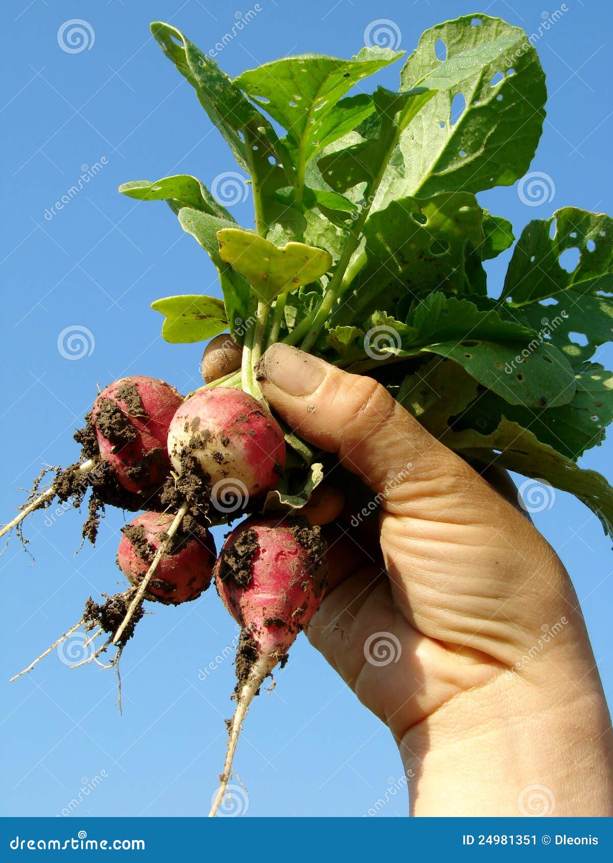 Hand with radishes stock image. Image of gardener, fresh - 24981351