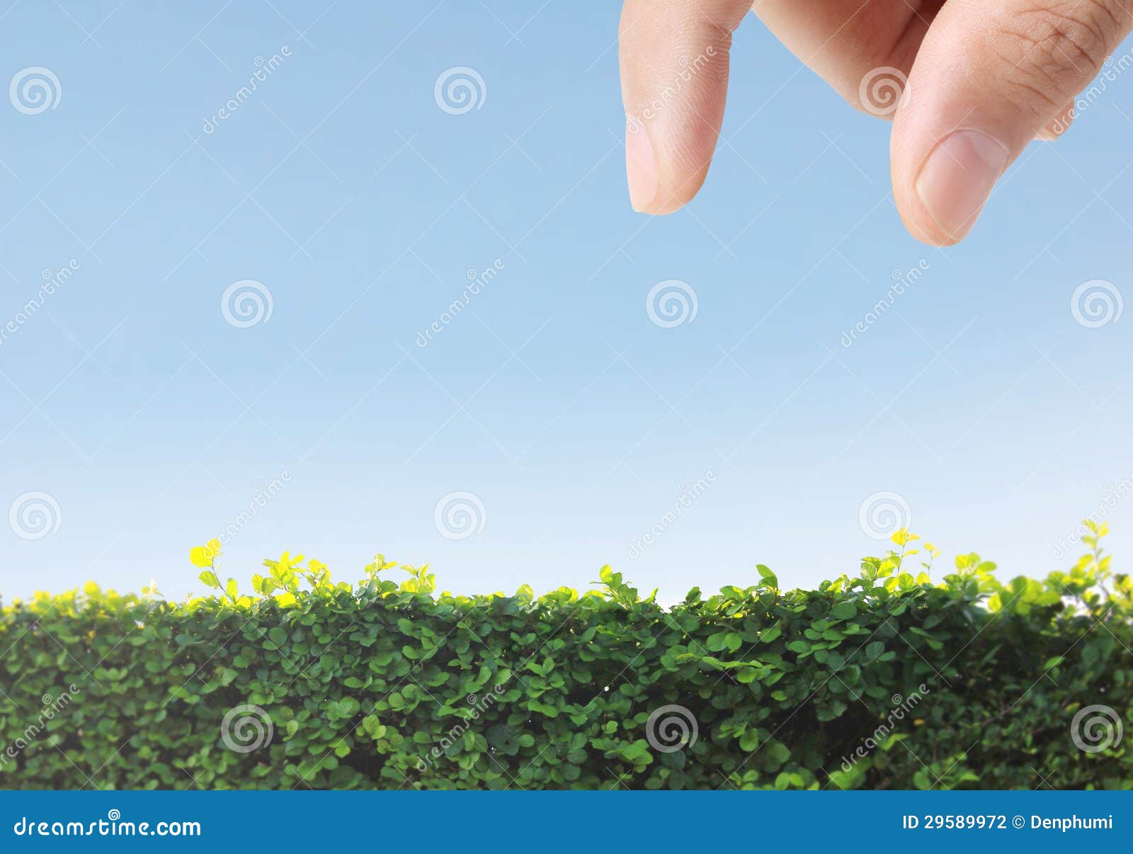 Hand Raise for Receive Something Stock Photo - Image of reward, nature ...